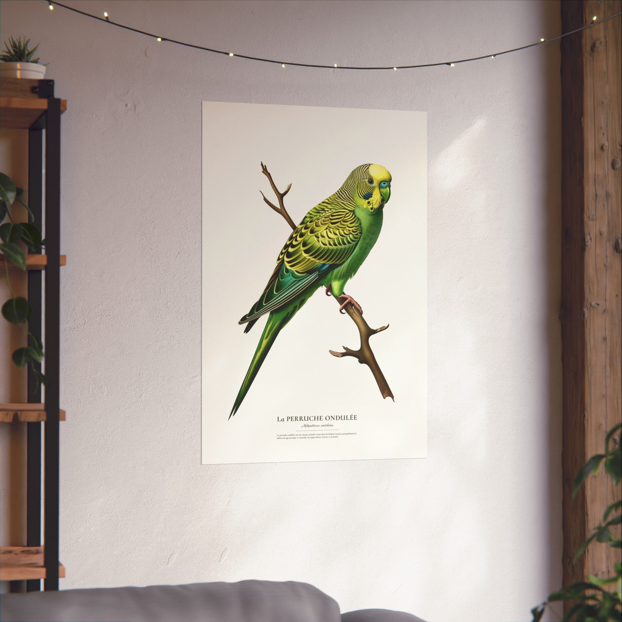 Green Budgerigar Parakeet Budgie Parrot Vintage Scientific Illustration ...