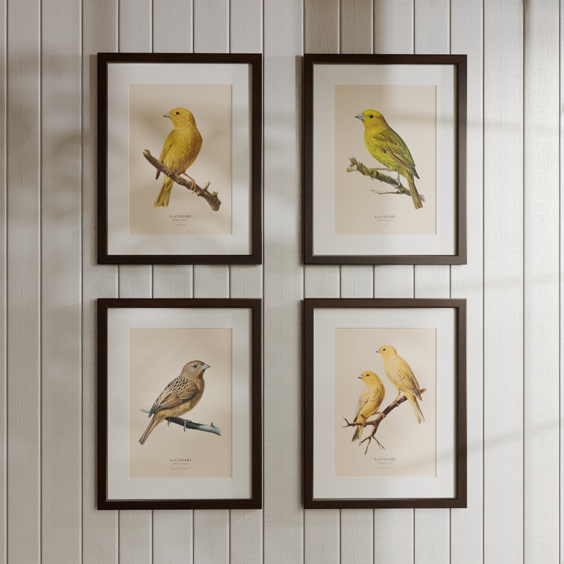Yellow Canary Birds - Vintage Scientific Illustration Style Aesthetic ...