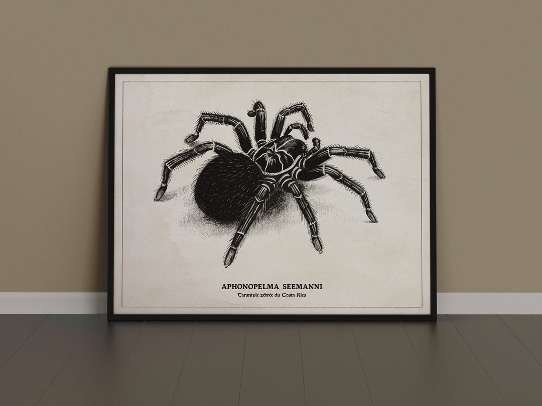 Untamed Elegance: Vintage Tarantula Spider Engraved Illustration ...