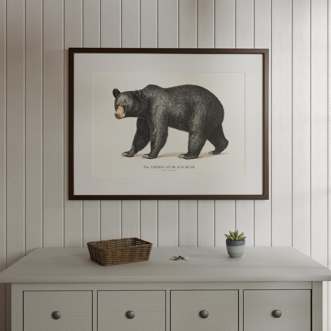 American Black Bear - Vintage Scientific Illustration Style Aesthetic ...