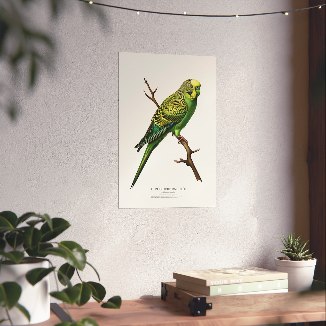 Green Budgerigar Parakeet Budgie Parrot Vintage Scientific Illustration ...