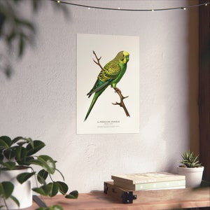 Green Budgerigar Parakeet Budgie Parrot Vintage Scientific Illustration ...