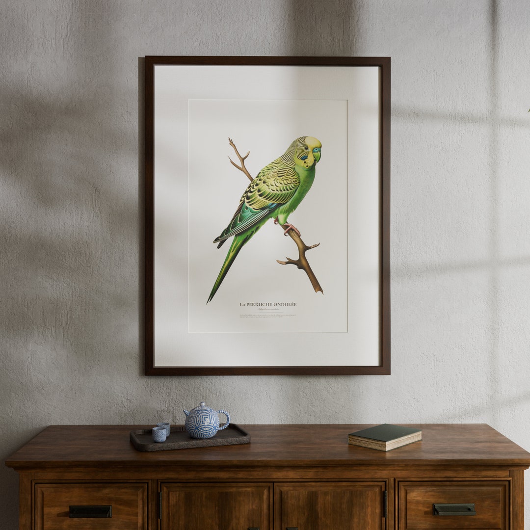Green Budgerigar Parakeet Budgie Parrot Vintage Scientific Illustration ...