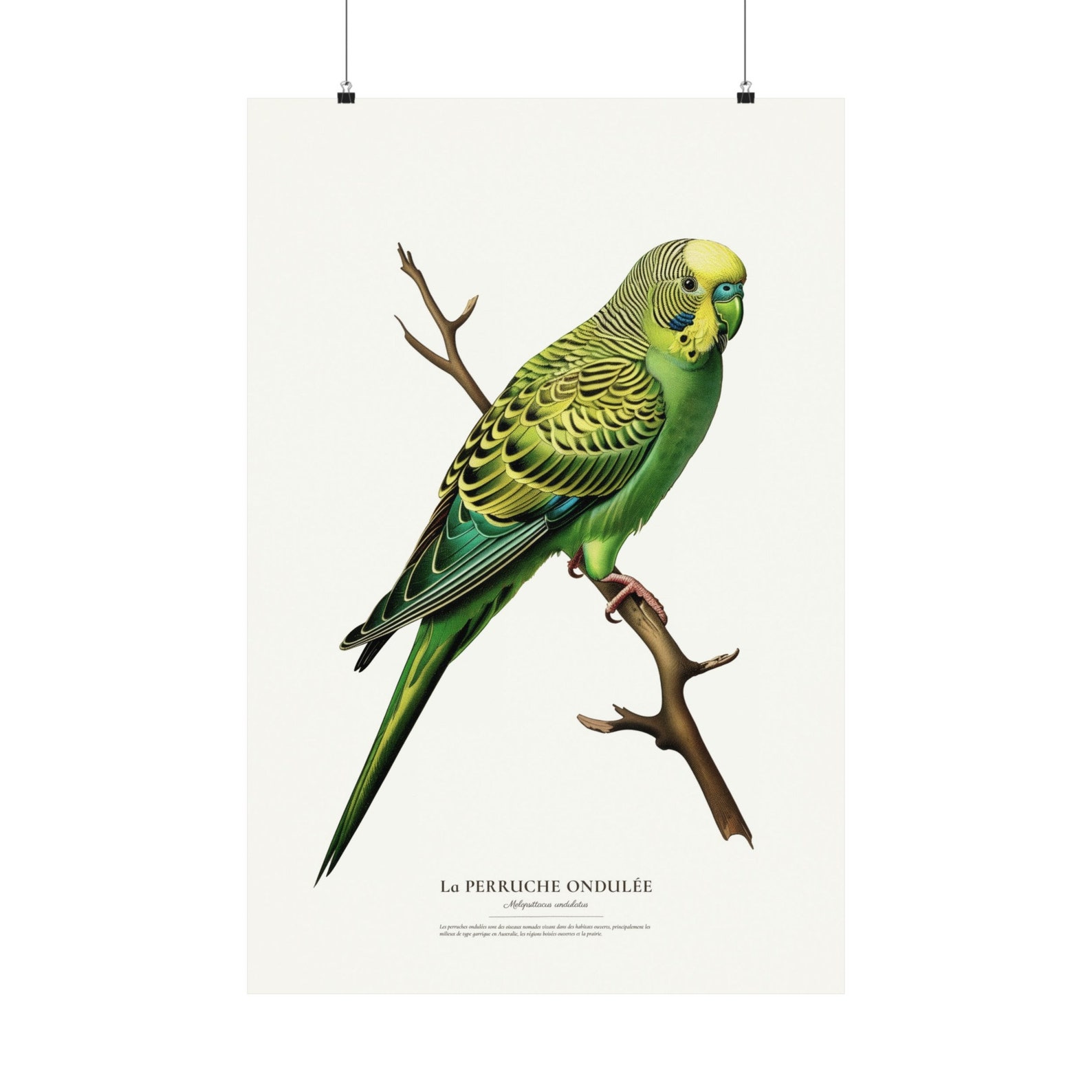 Green Budgerigar Parakeet Budgie Parrot Vintage Scientific Illustration ...
