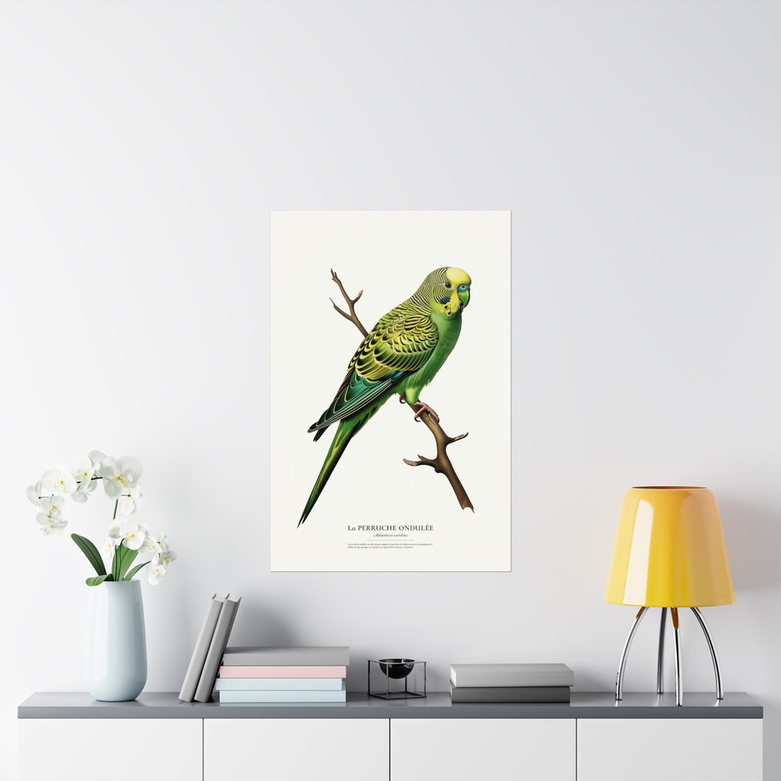Green Budgerigar Parakeet Budgie Parrot Vintage Scientific Illustration ...