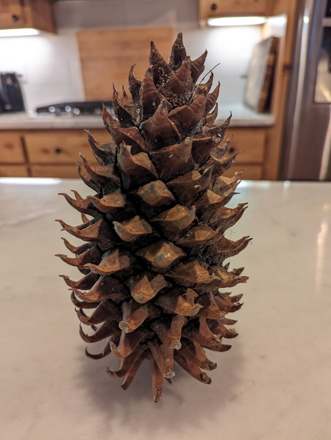 Rare Red Ghost Pine Cone - Etsy