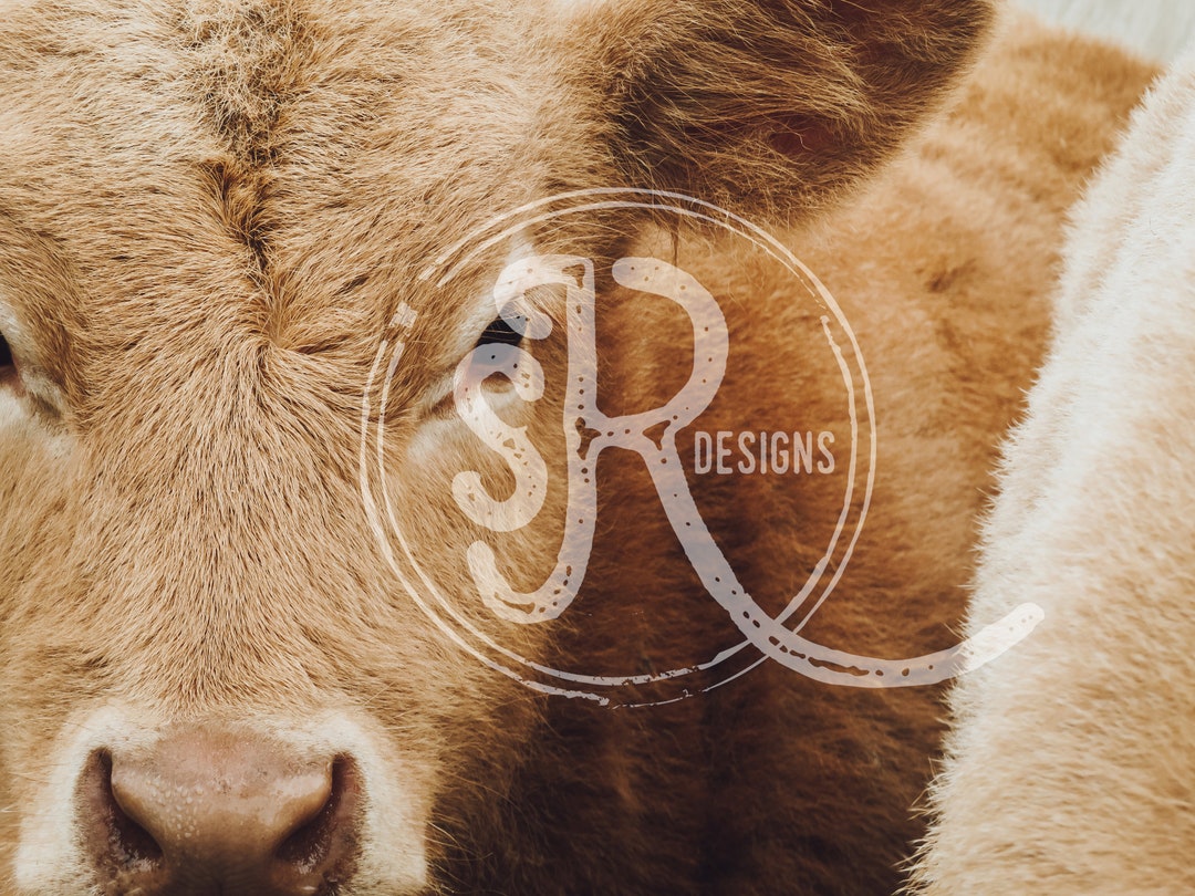 Calf Wall Art - Photo Print - Digital Download - Etsy