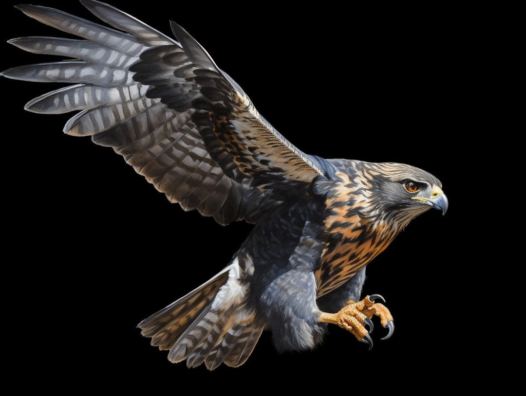 Peregrine Falcon Bird Print | Printable Wall Art | Boys Room Wall Decor ...