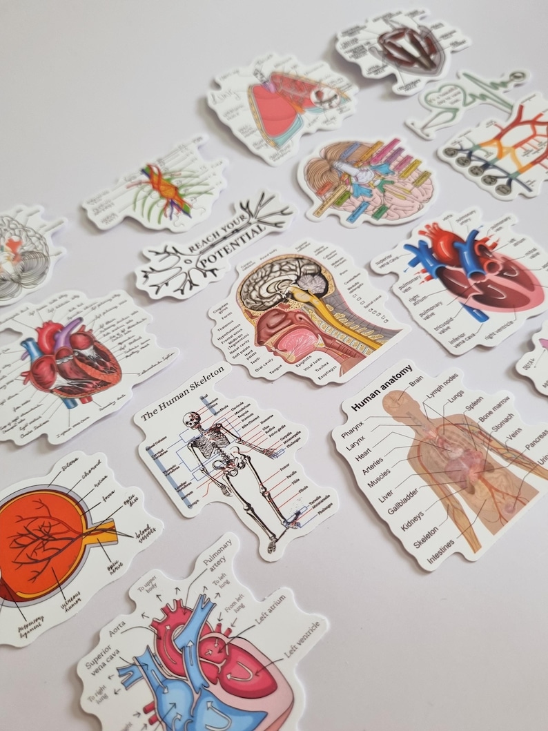 Medical Anatomy Stickers – Educational Vinyl Stickers for Students ...