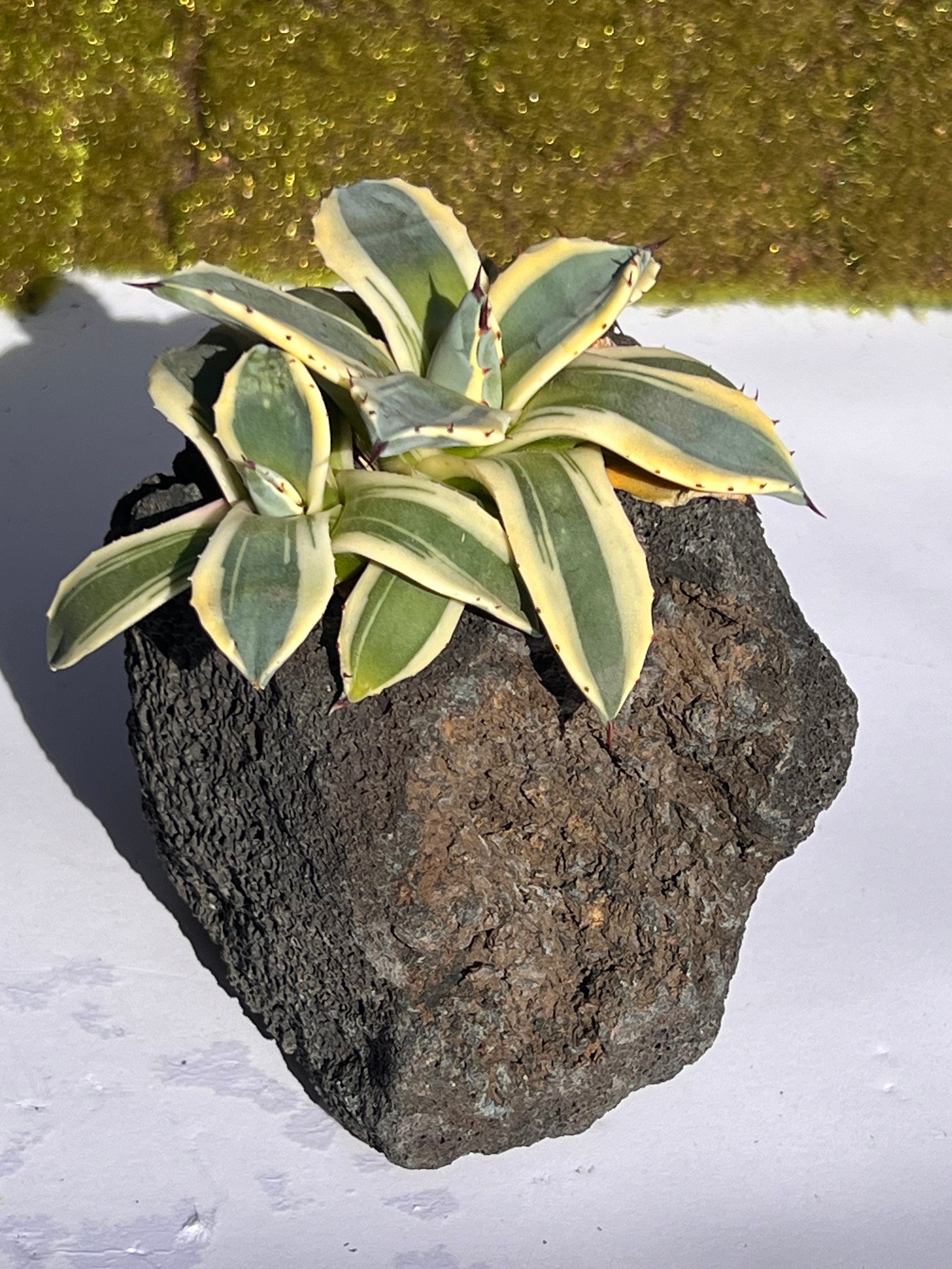 Lava Pot. Pot Carved Out of Lava Rock - Etsy