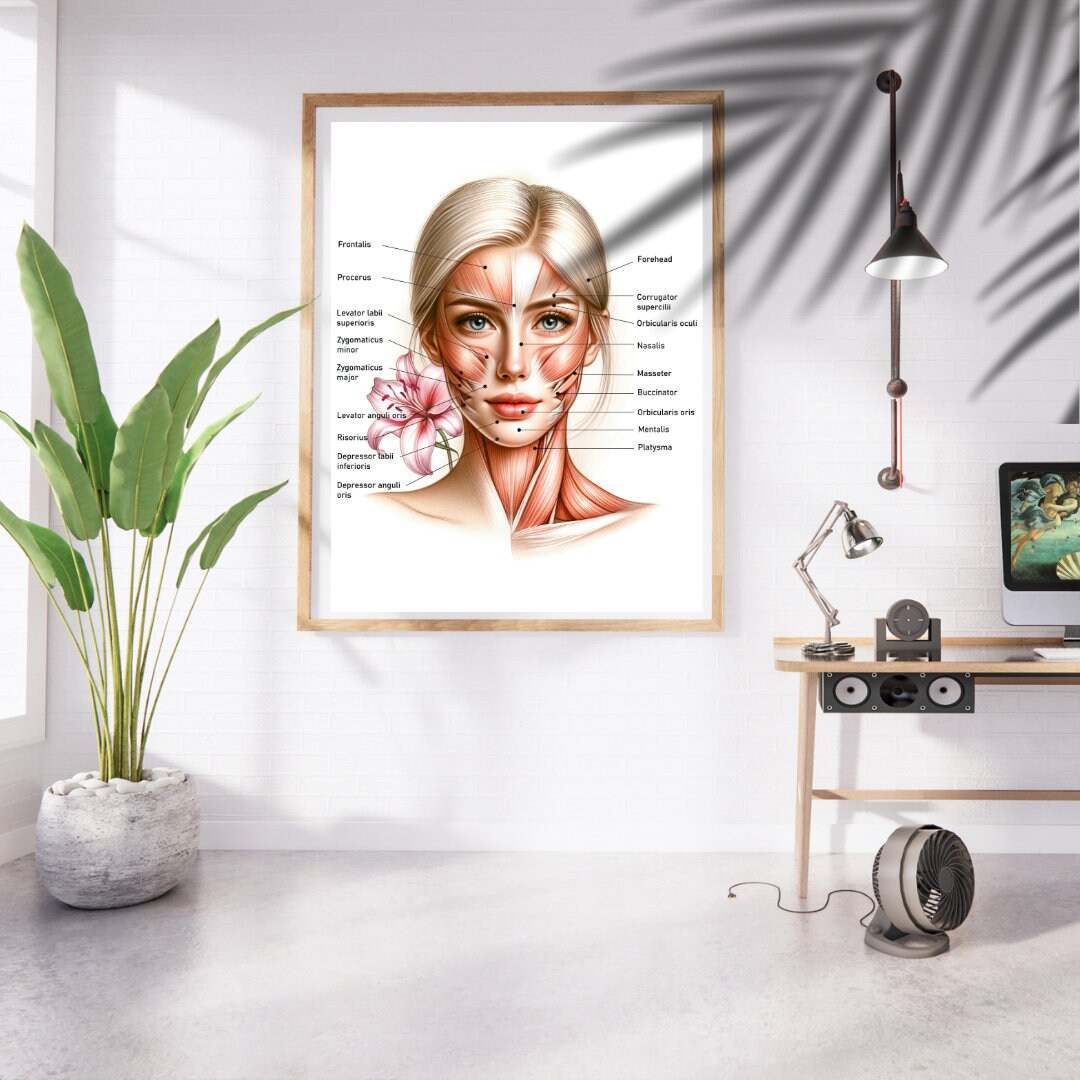Facial Anatomy Art, Face Anatomy Poster, Facial Filler, Facial Muscles ...