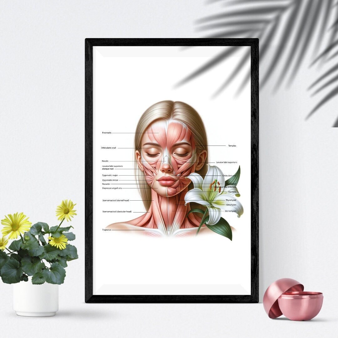 Facial Anatomy Art, Face Anatomy Poster, Facial Filler, Facial Muscles ...