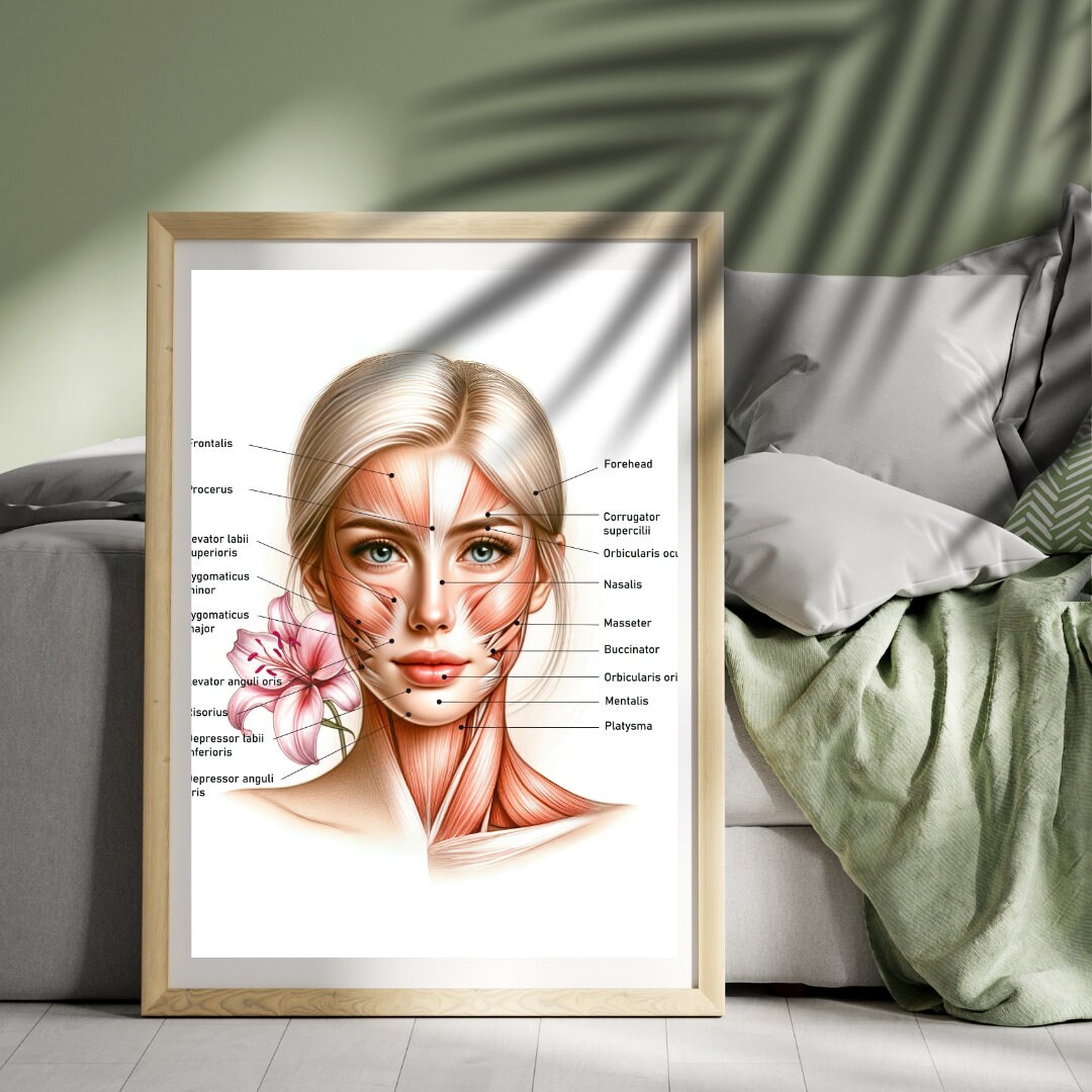 Facial Anatomy Art, Face Anatomy Poster, Facial Filler, Facial Muscles ...