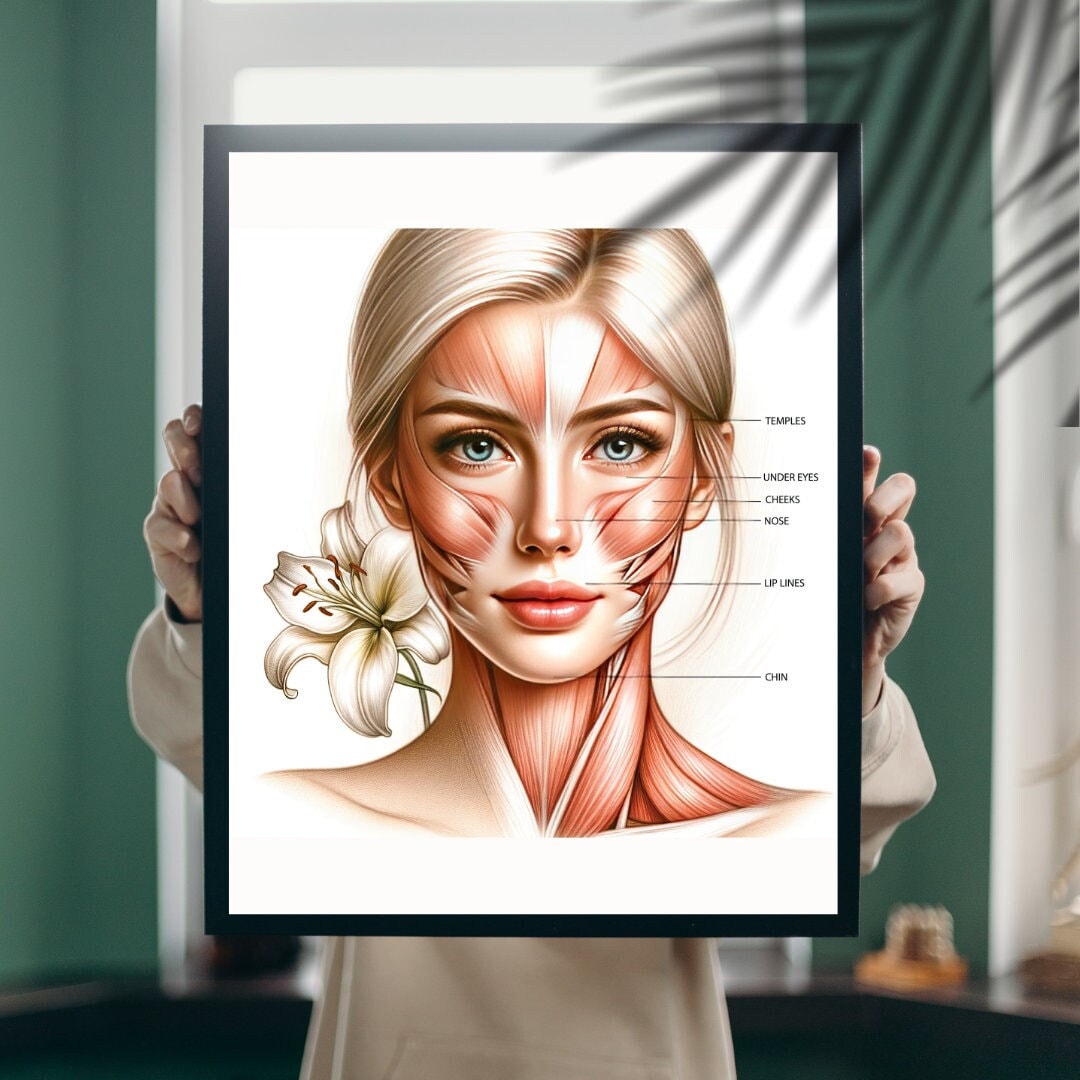 Facial Anatomy Art, Face Anatomy Poster, Facial Filler, Facial Muscles ...