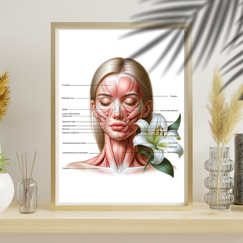 Facial Anatomy Poster For Aesthetics at Bethany Knibbs blog