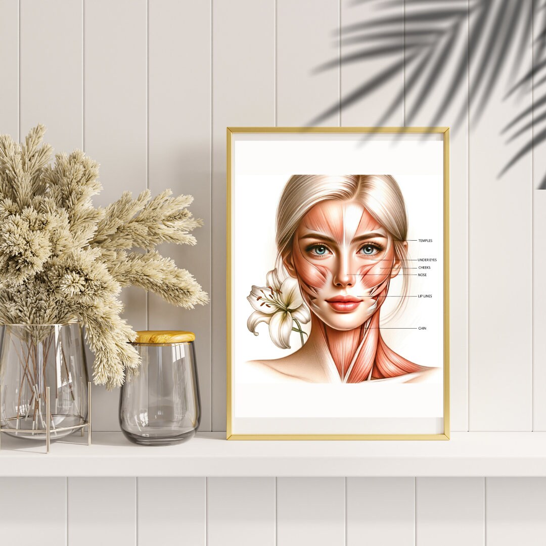 Facial Anatomy Art, Face Anatomy Poster, Facial Filler, Facial Muscles ...