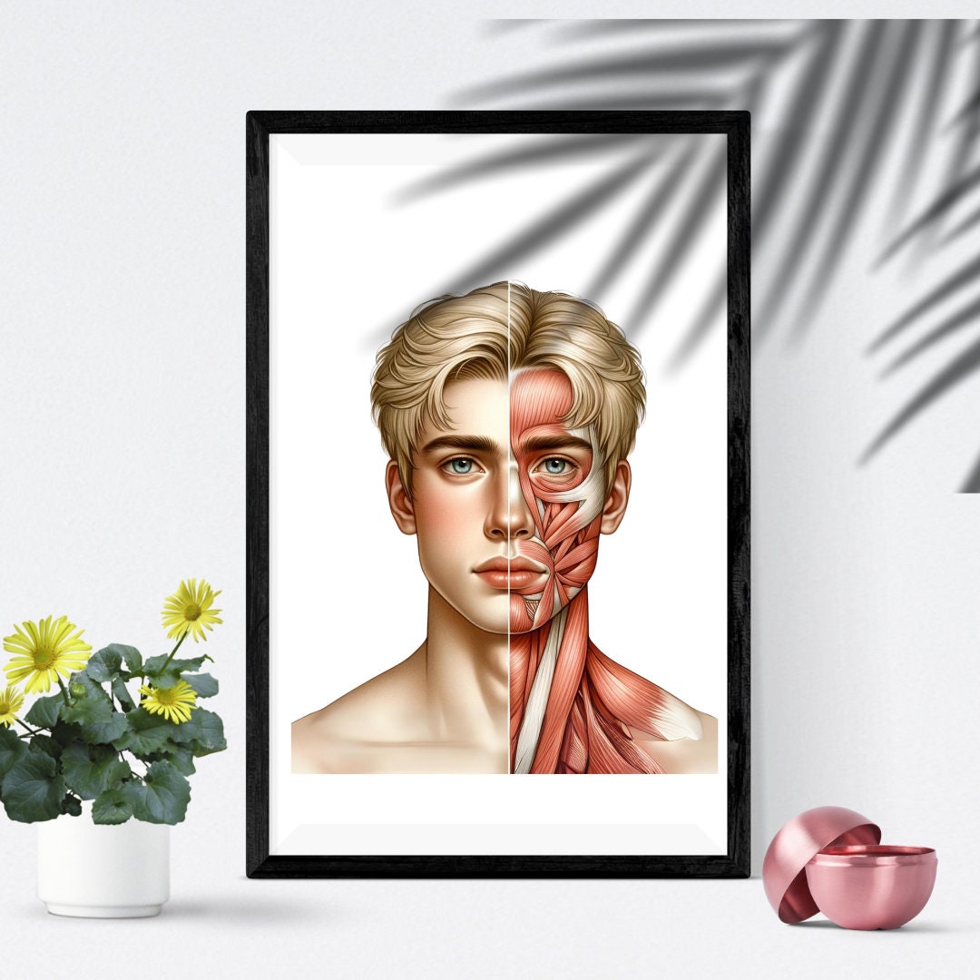 Facial Anatomy Art, Face Anatomy Poster, Facial Filler, Facial Muscles ...