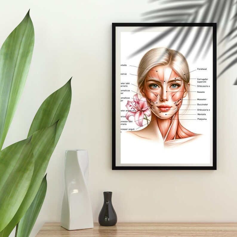 Facial Anatomy Art, Face Anatomy Poster, Facial Filler, Facial Muscles ...