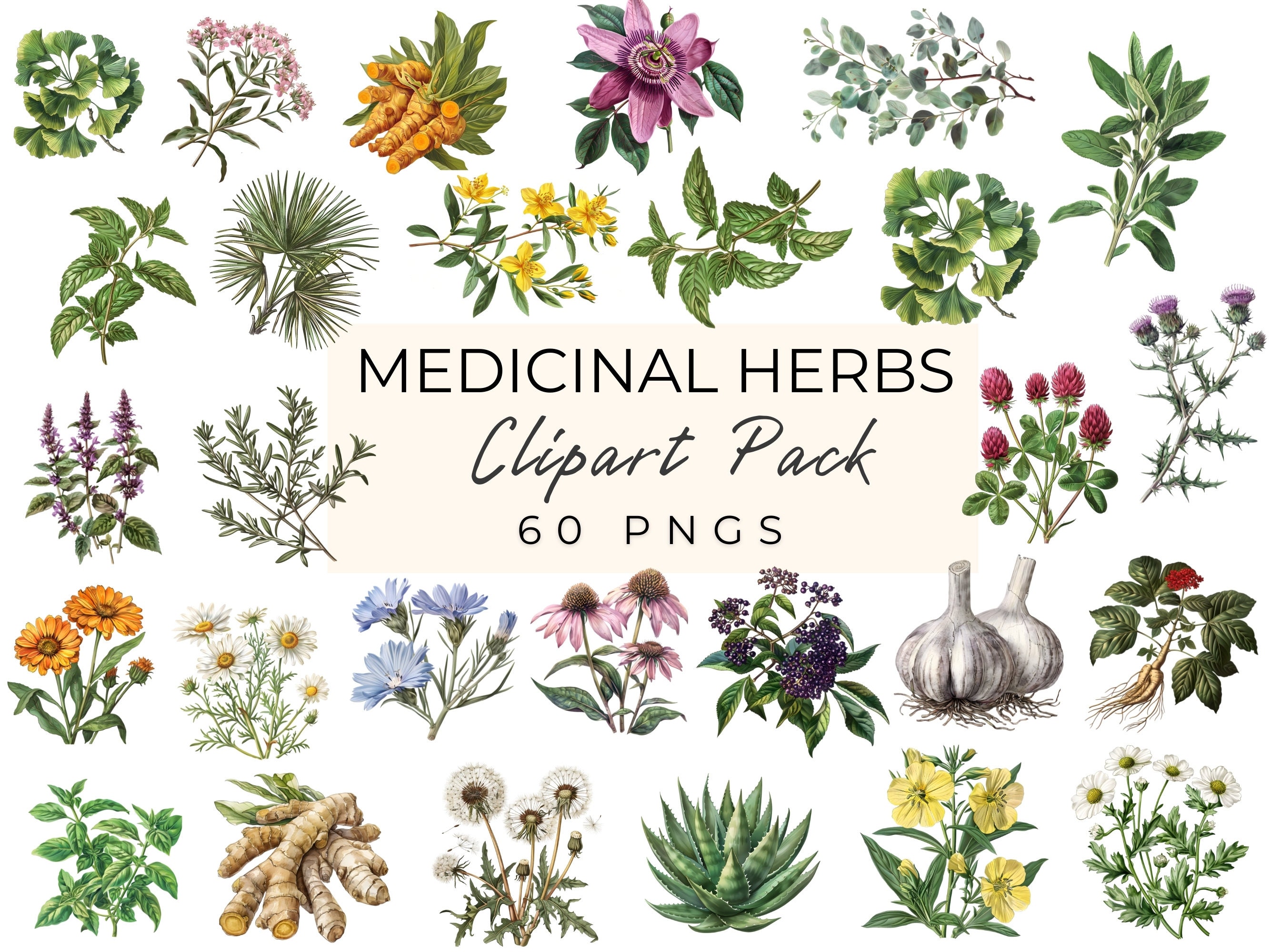 Medicinal Herbs Clipart, Herbs Clipart Png, Medicinal Plants Clipart ...