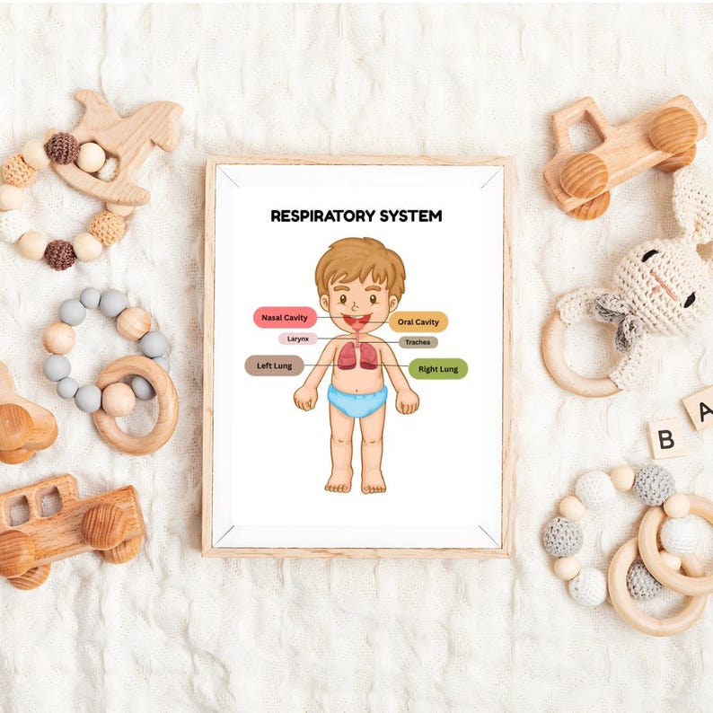 Kids Respiratory System Poster – Labeled Lungs Airway Diagram – Science ...