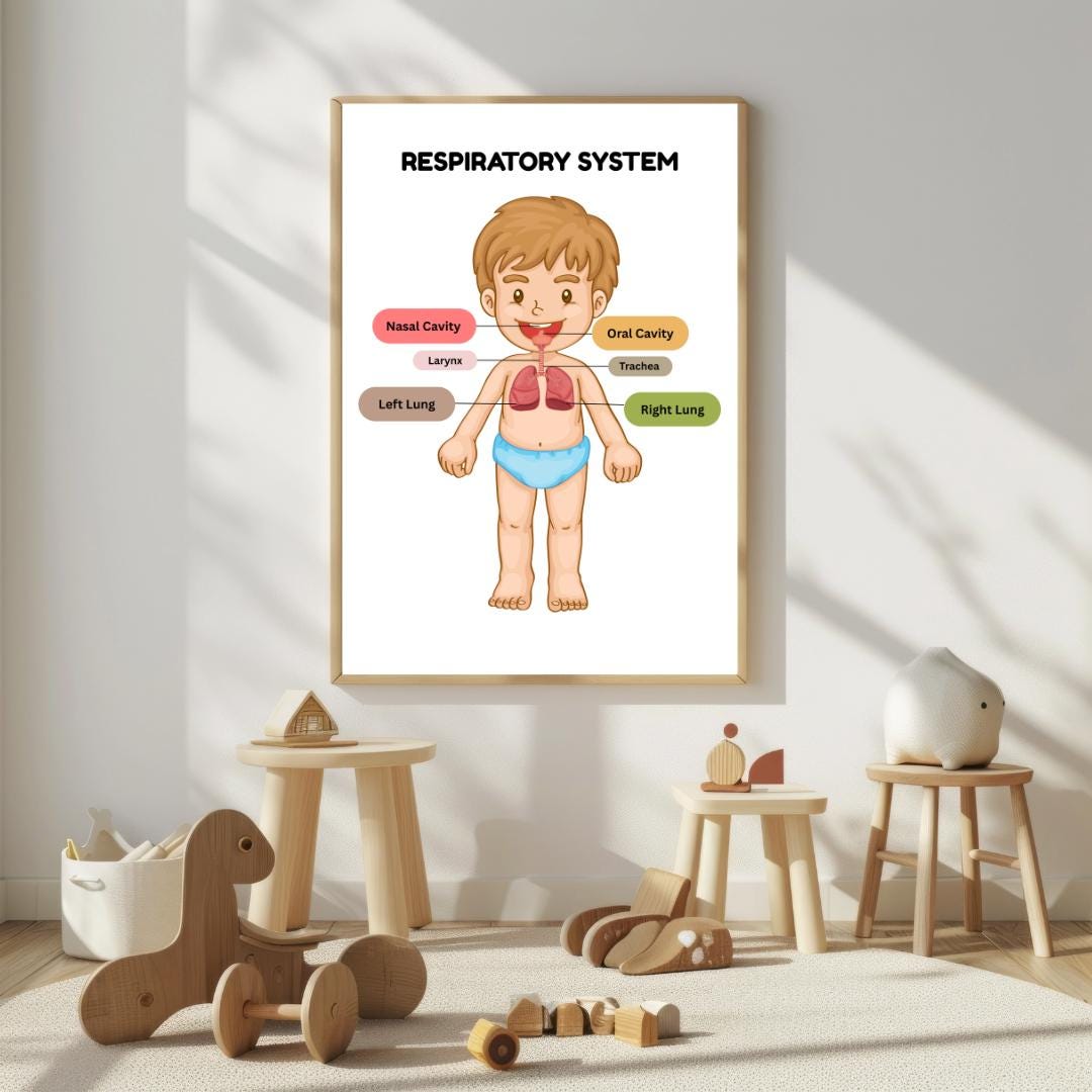 Kids Respiratory System Poster – Labeled Lungs Airway Diagram – Science ...