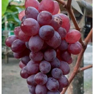 Grafted Grape Jupiter Perfect Condition Unique Variety Fruit Trees ...