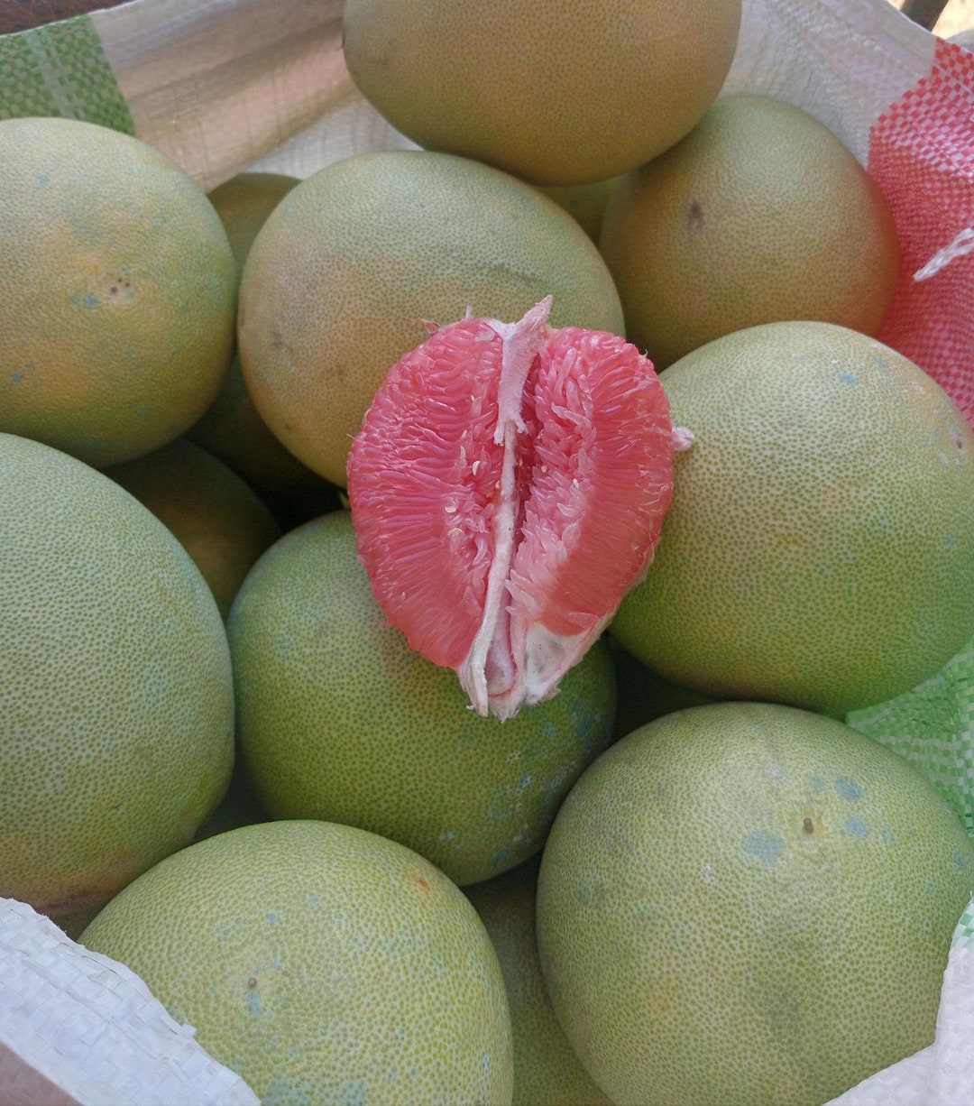 Grafted Pomelo Perfect Condition Unique Variety Fruit Trees Medium Size ...