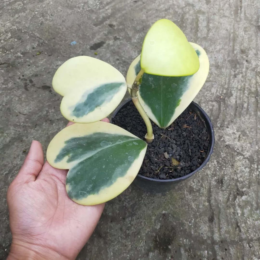 Hoya Kerii Variegated Leaves Perfect Condition, Unique Hoya Leaves ...