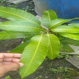 Grafted Mango Hongkaiter Perfect Condition Unique Variety Fruit Trees ...