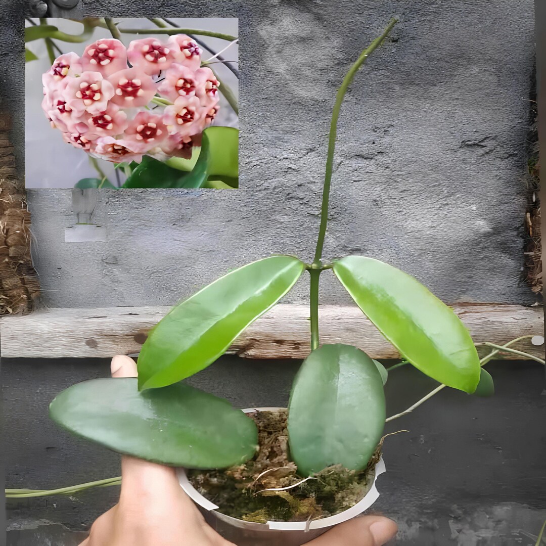 Hoya Meliflua Leaves Perfect Condition, Unique Hoya Leaves Beautiful Flower Live Plant - Etsy