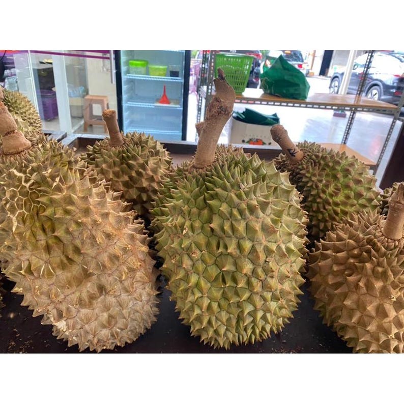 Grafted Durian Bawor Perfect Condition Unique Variety Fruit Trees ...