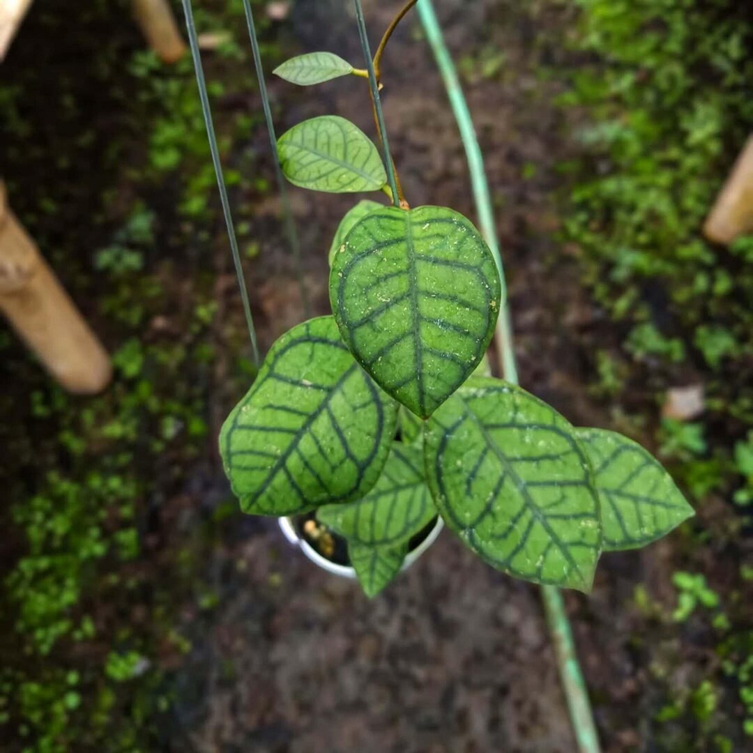 Hoya Callistophylla Chibi Leaves Perfect Condition, Unique Hoya Leaves ...