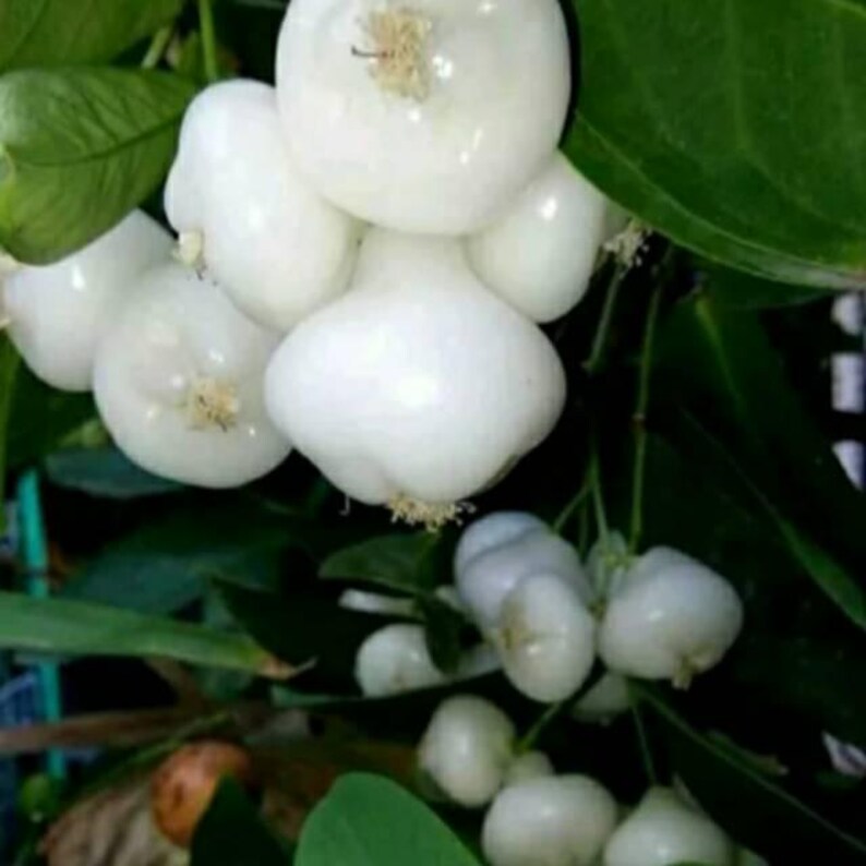 Grafted White Button Water Apple Perfect Condition Unique Variety Fruit ...