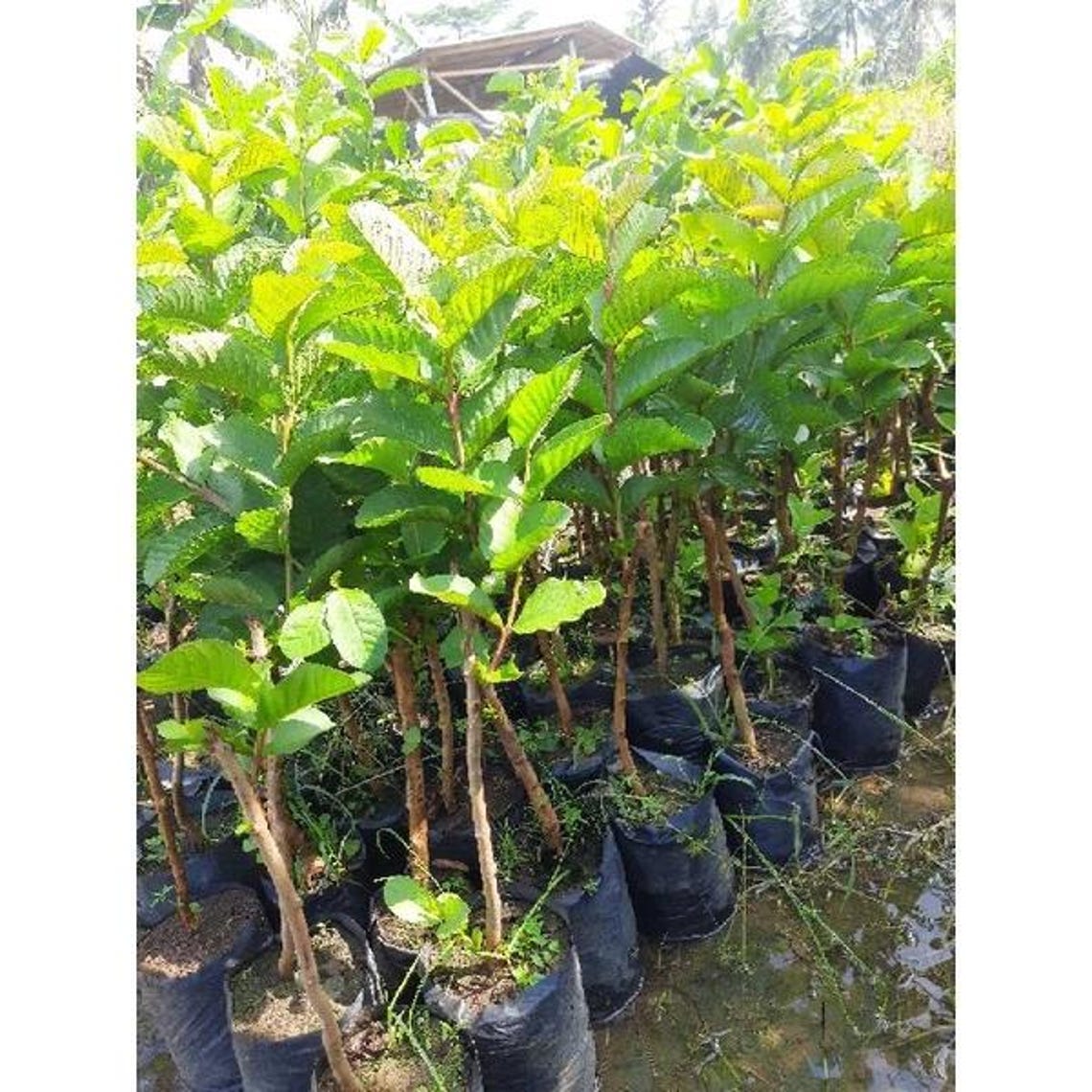 Grafted Red Crystal Guava Perfect Condition Unique Variety Fruit Trees ...