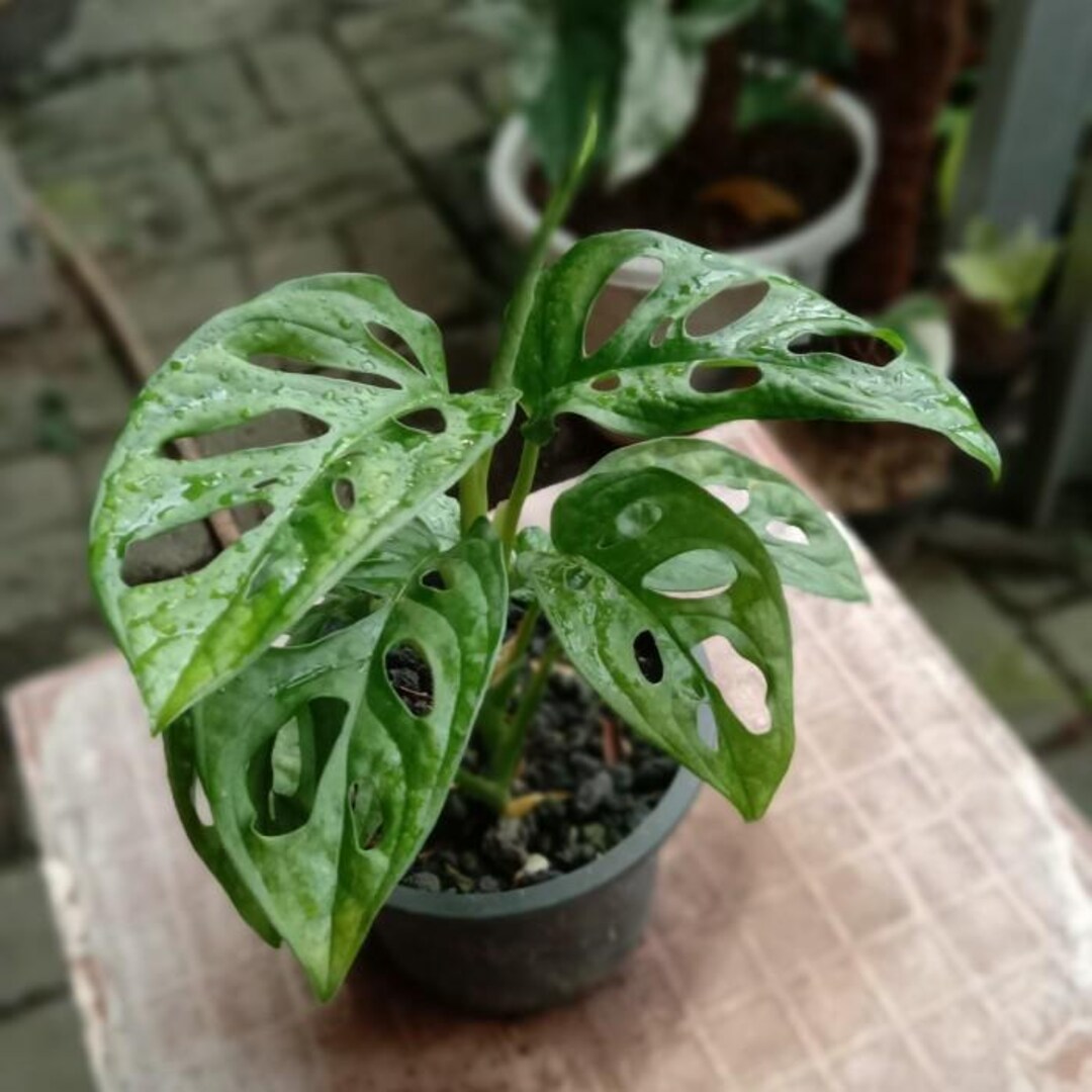 Monstera Accuminata Perfect Condition, Unique Leaves of Monstera Live ...