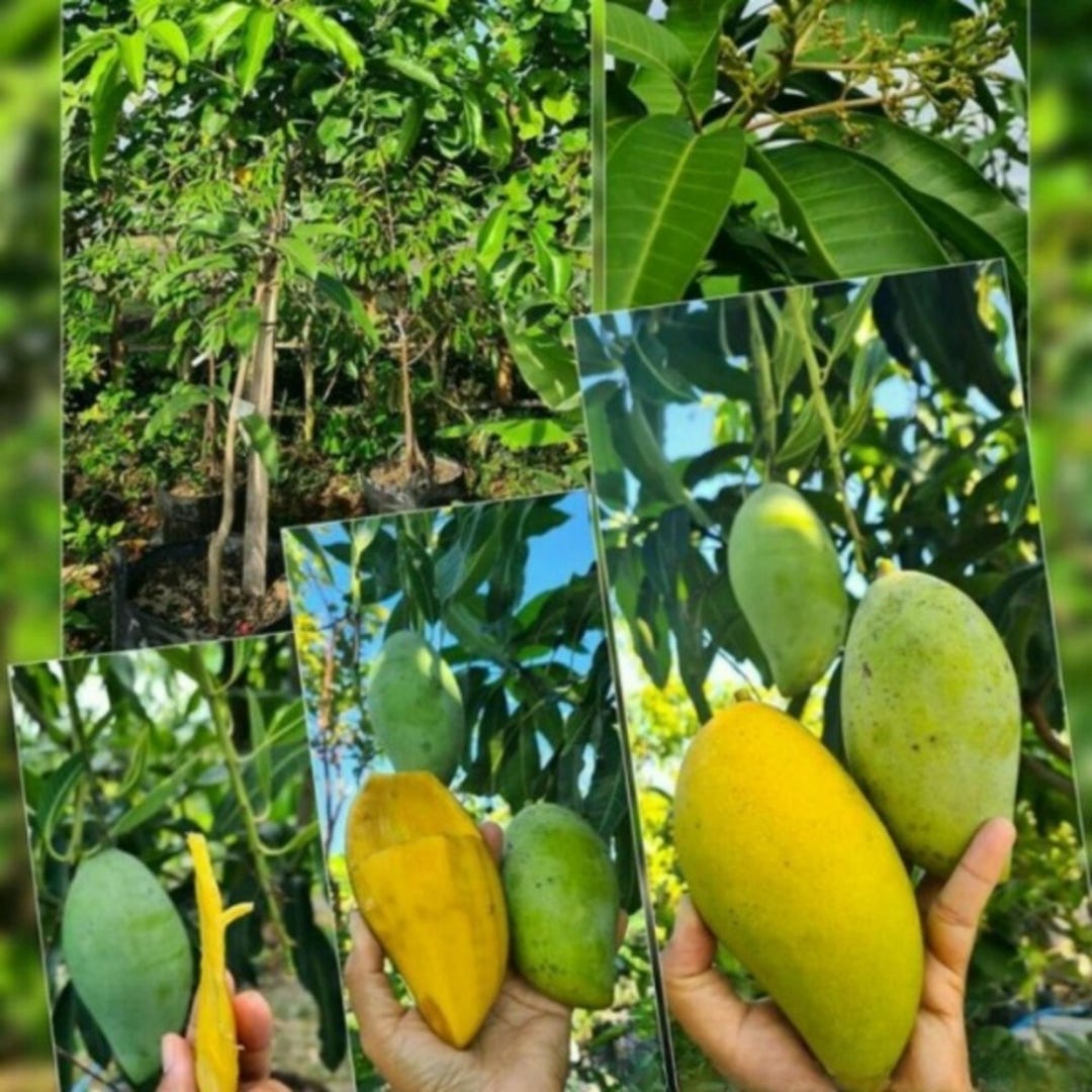 Grafted Chokanan Mango Perfect Condition Unique Variety Fruit Trees ...