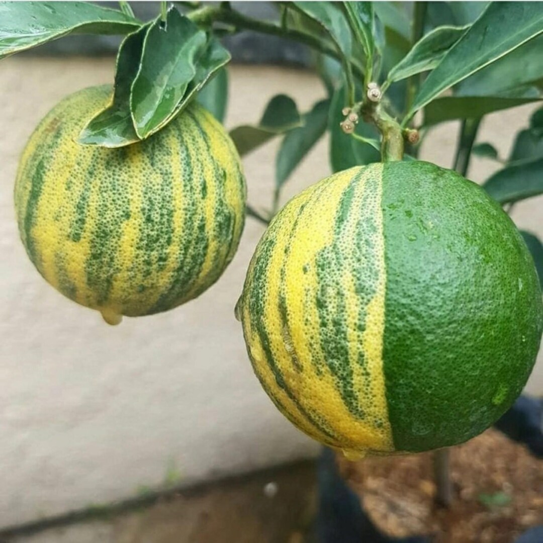 Grafted Orange Variegated Perfect Condition Unique Variety Fruit Trees ...