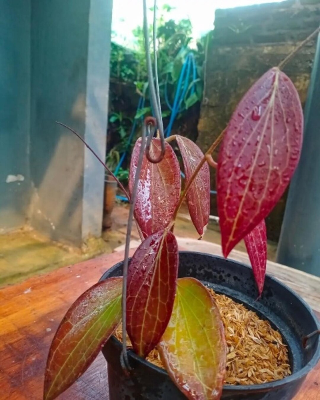 Hoya Nicholsoniae Red Leaves Perfect Condition, Unique Hoya Leaves ...