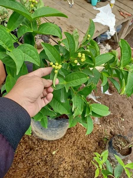 Grafted White Button Water Apple Perfect Condition Unique Variety Fruit ...