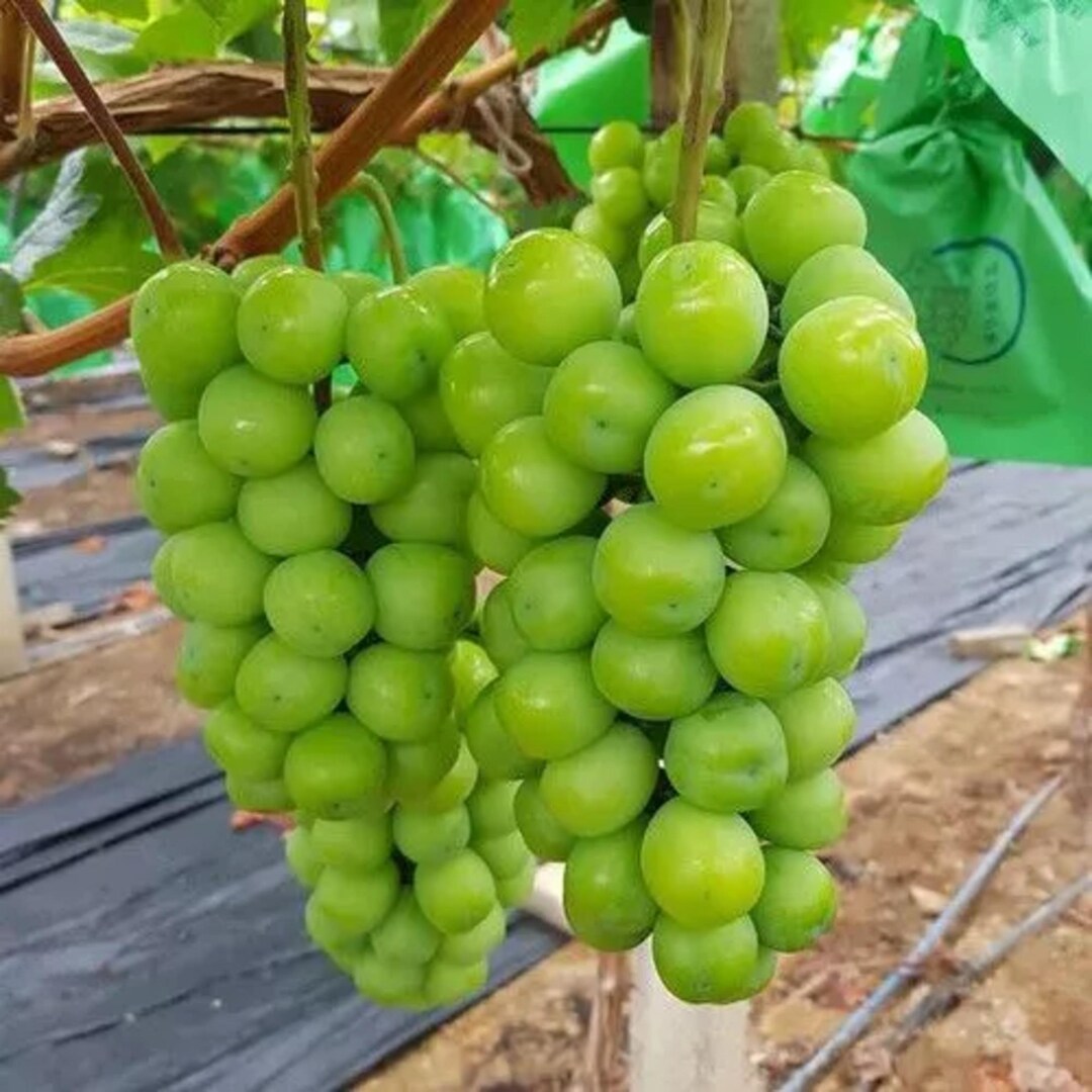 Grafted Shine Muscat Grape Perfect Condition Unique Variety Fruit Trees ...