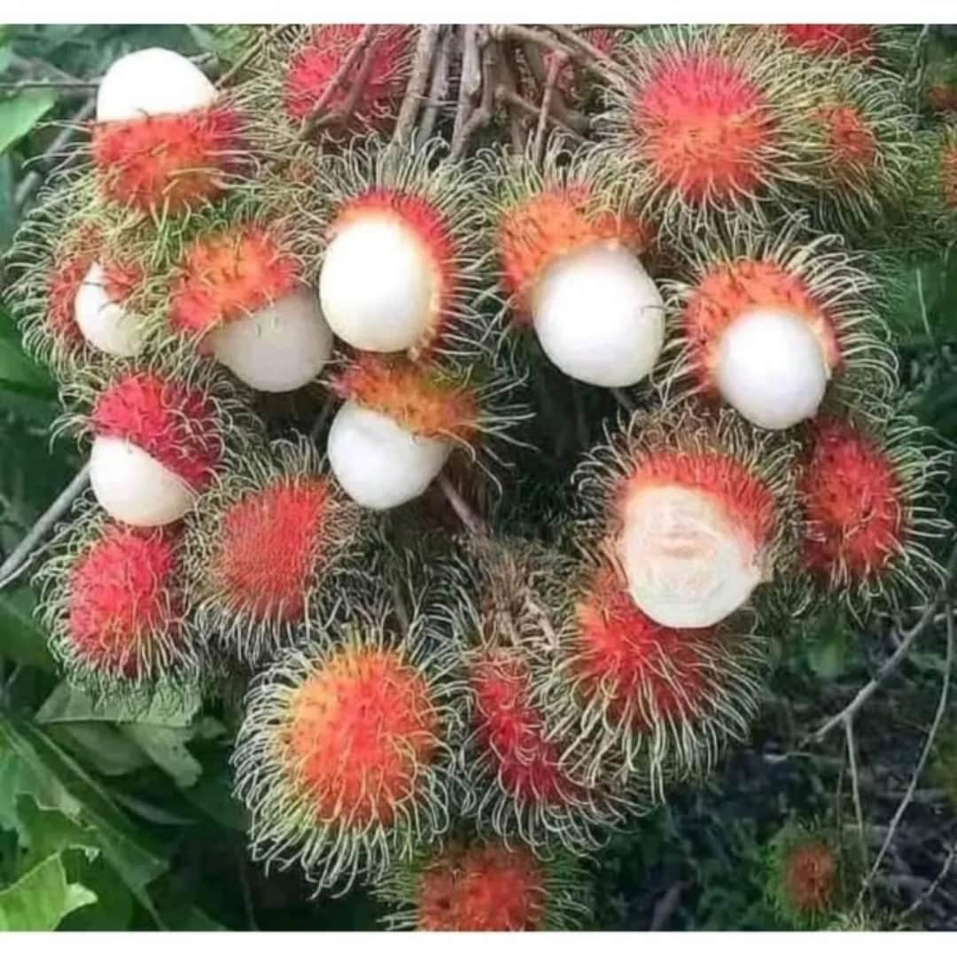 Grafted Rambutan Binjaii Perfect Condition Unique Variety Fruit Trees ...