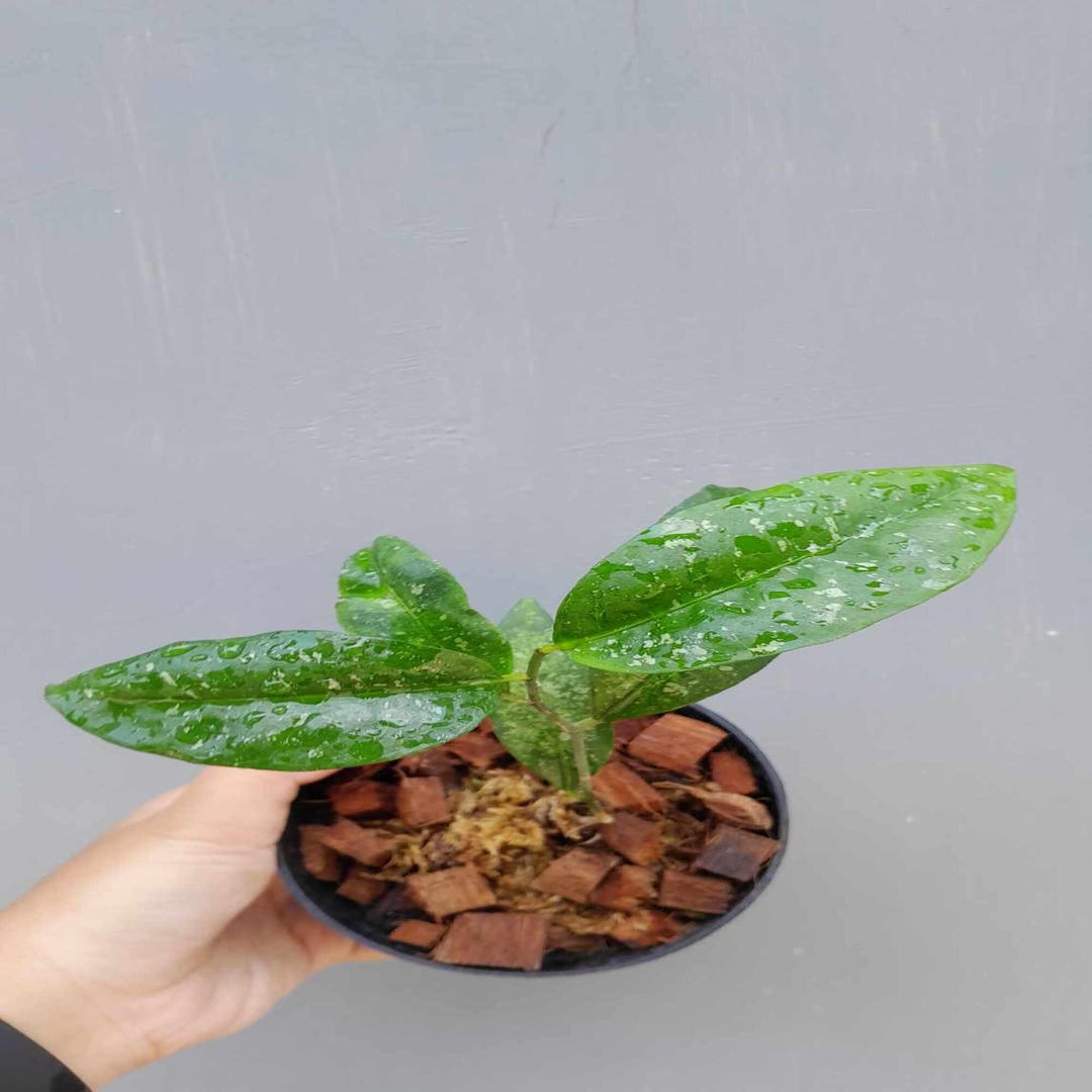 Hoya Amicabilis Leaves Perfect Condition, Unique Hoya Leaves Beautiful Flower Live Plant - Etsy