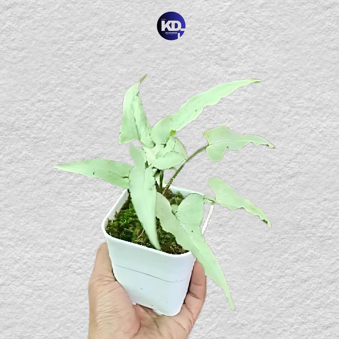 Syngonium Ngern Laima Unique Silver Holly Live Plant - Etsy