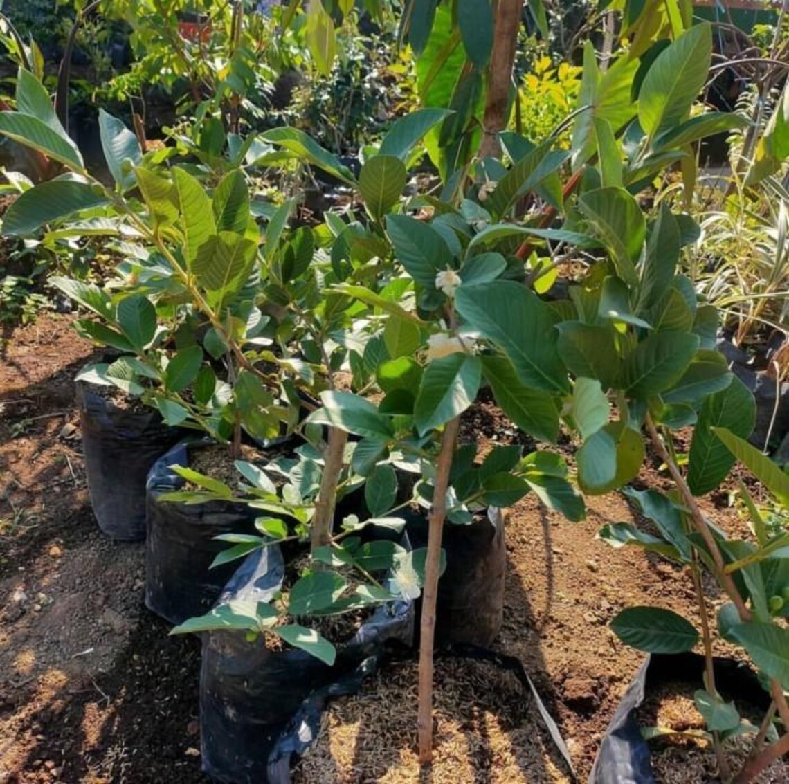 Grafted Red Crystal Guava Perfect Condition Unique Variety Fruit Trees ...