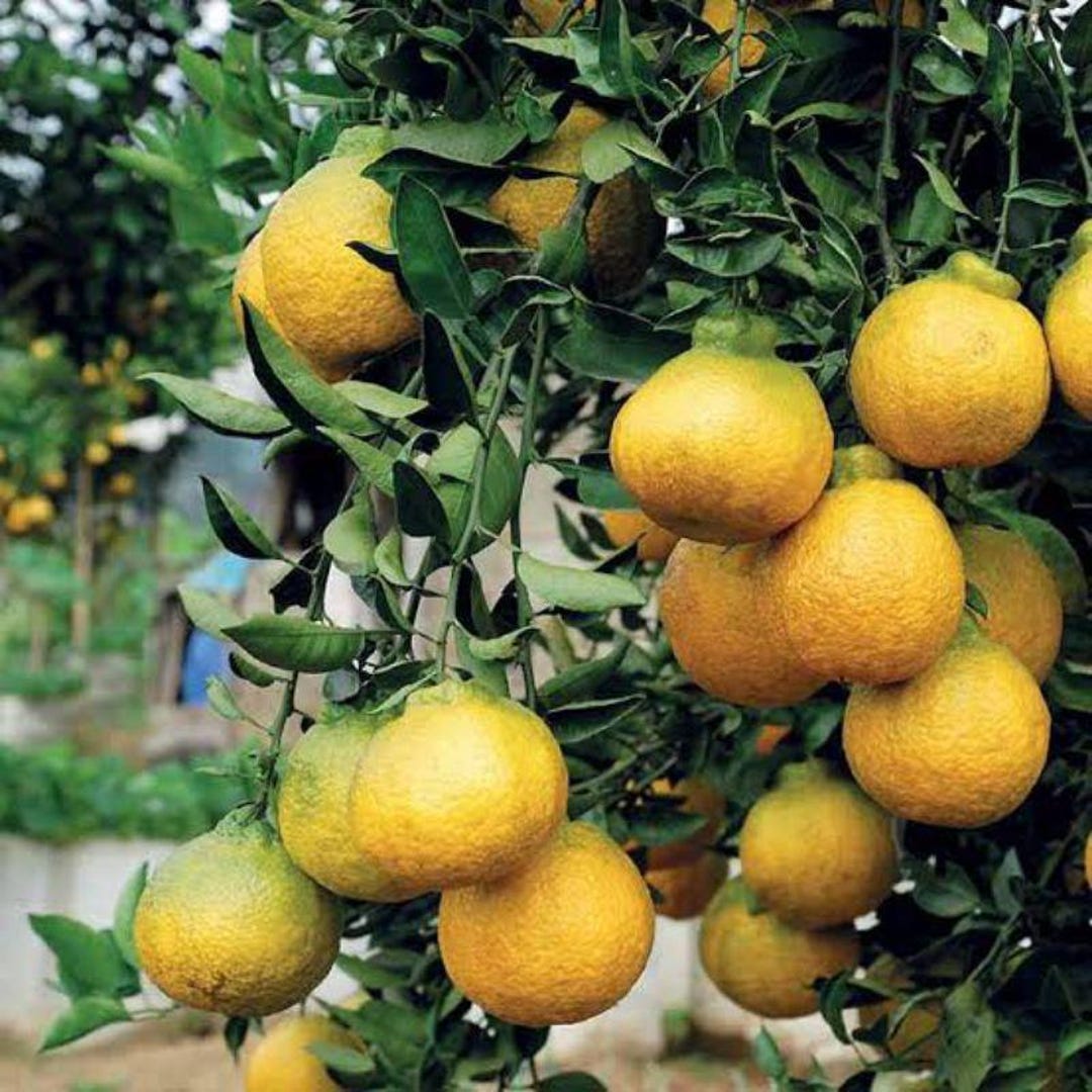 Grafted Dekopon Orange Perfect Condition Unique Variety Fruit Trees ...