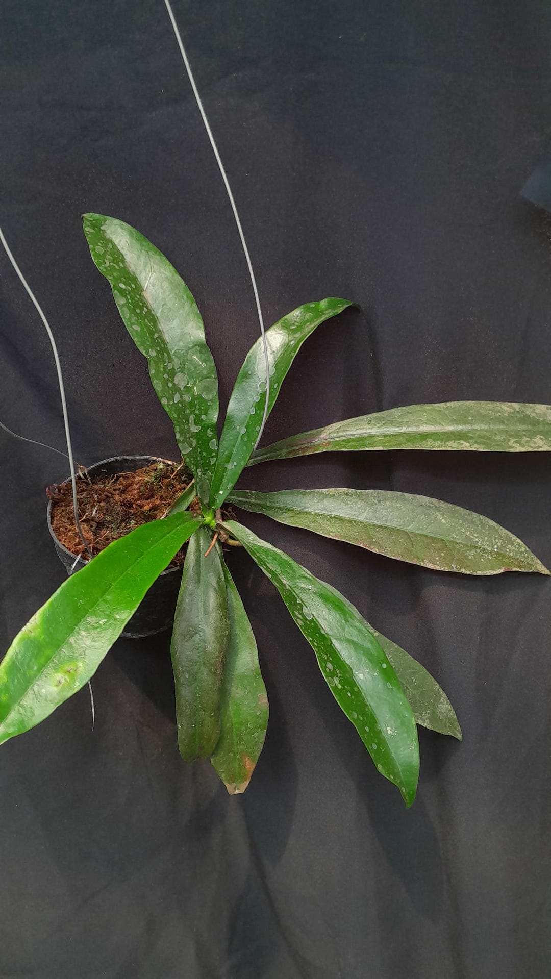 Hoya Buntokensis Green Leaves Perfect Condition, Unique Hoya Leaves ...