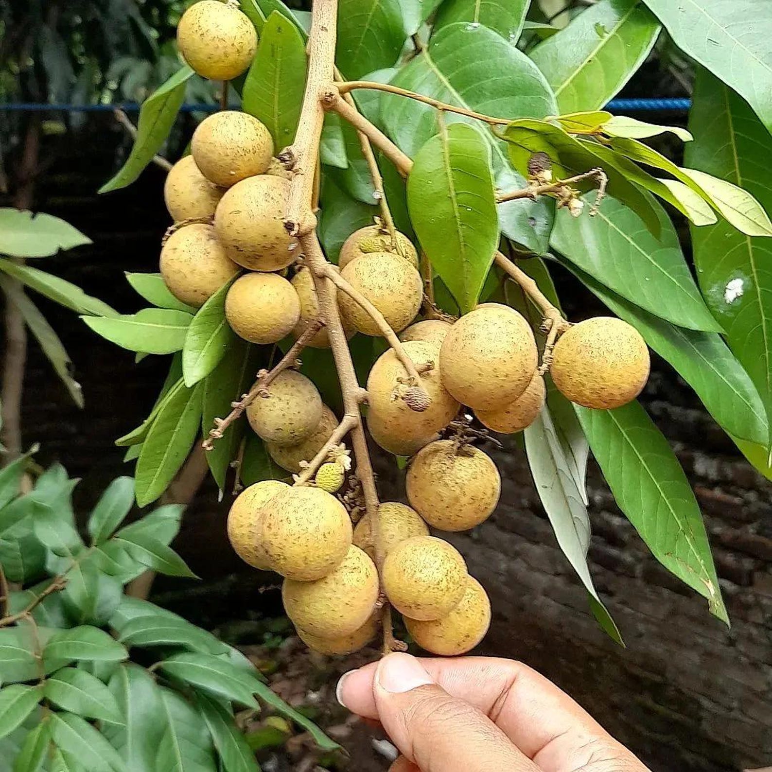 Grafted Longan Crisstalm Perfect Condition Unique Variety Fruit Trees ...