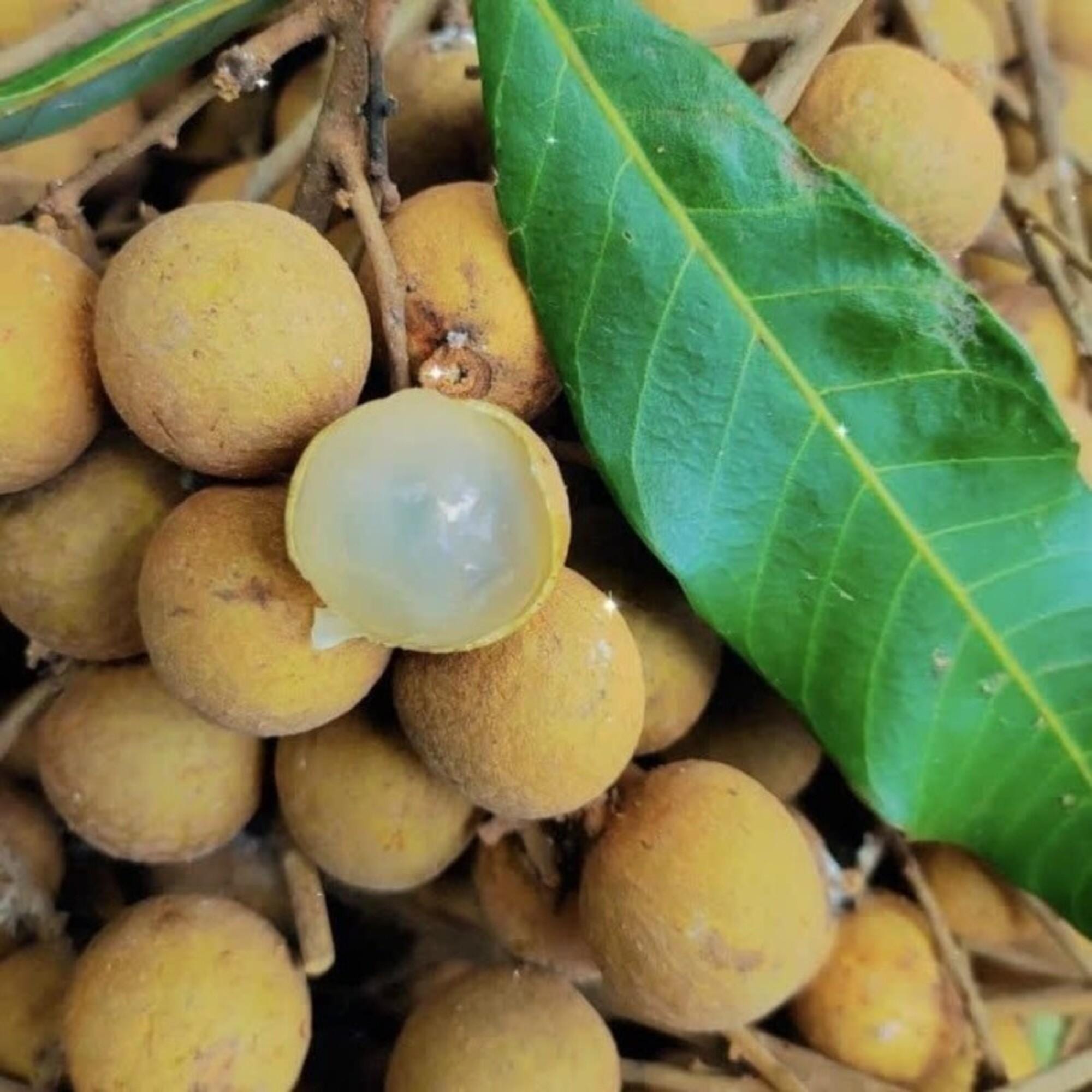 Grafted Longan Crisstalm Perfect Condition Unique Variety Fruit Trees ...