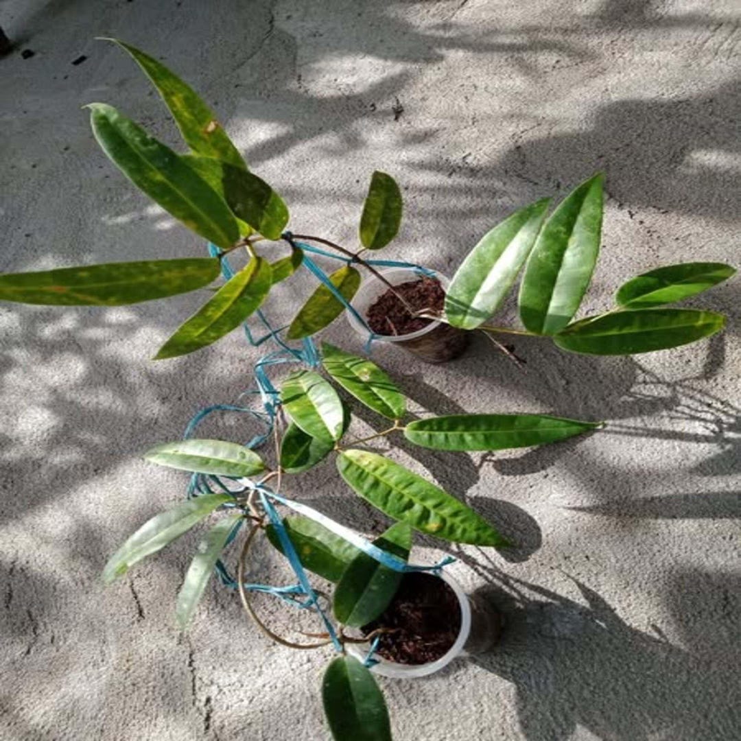 Hoya Surisana Leaves Perfect Condition, Unique Hoya Leaves Beautiful ...