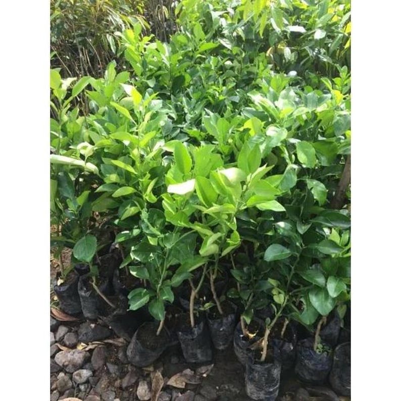 Grafted Pomelo Red Perfect Condition Unique Variety Fruit Trees Medium ...